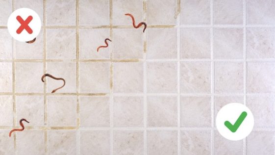 Worm in the Bathroom? Here are Tips to Get Rid and Repel Them