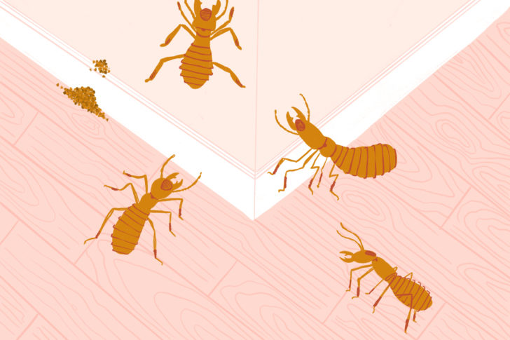10 Hacks to Get Rid Termites in The House Naturally