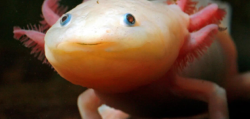 What are The Animals Have Regenerative Abilities? - Life Hack Solution
