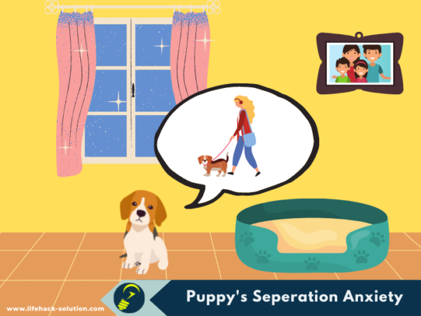 Beginner Tips and Tricks for First time Puppy owner