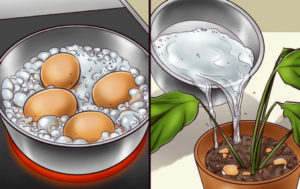 9 Expert Hacks to Make Plants Grow Faster - Life Hack Solution